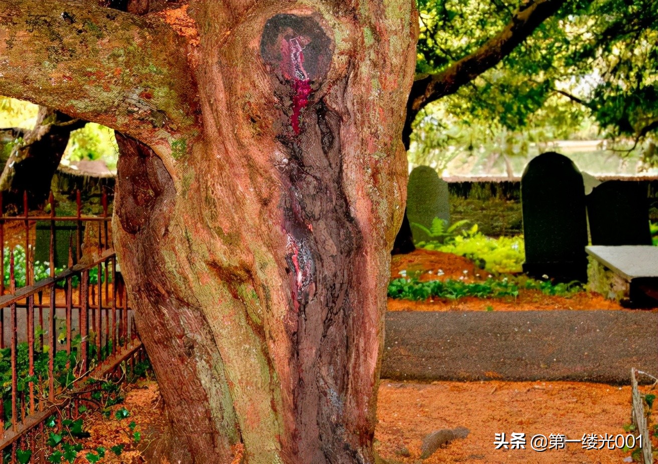 What does the yew have to do with death, and why is it called the tree ...