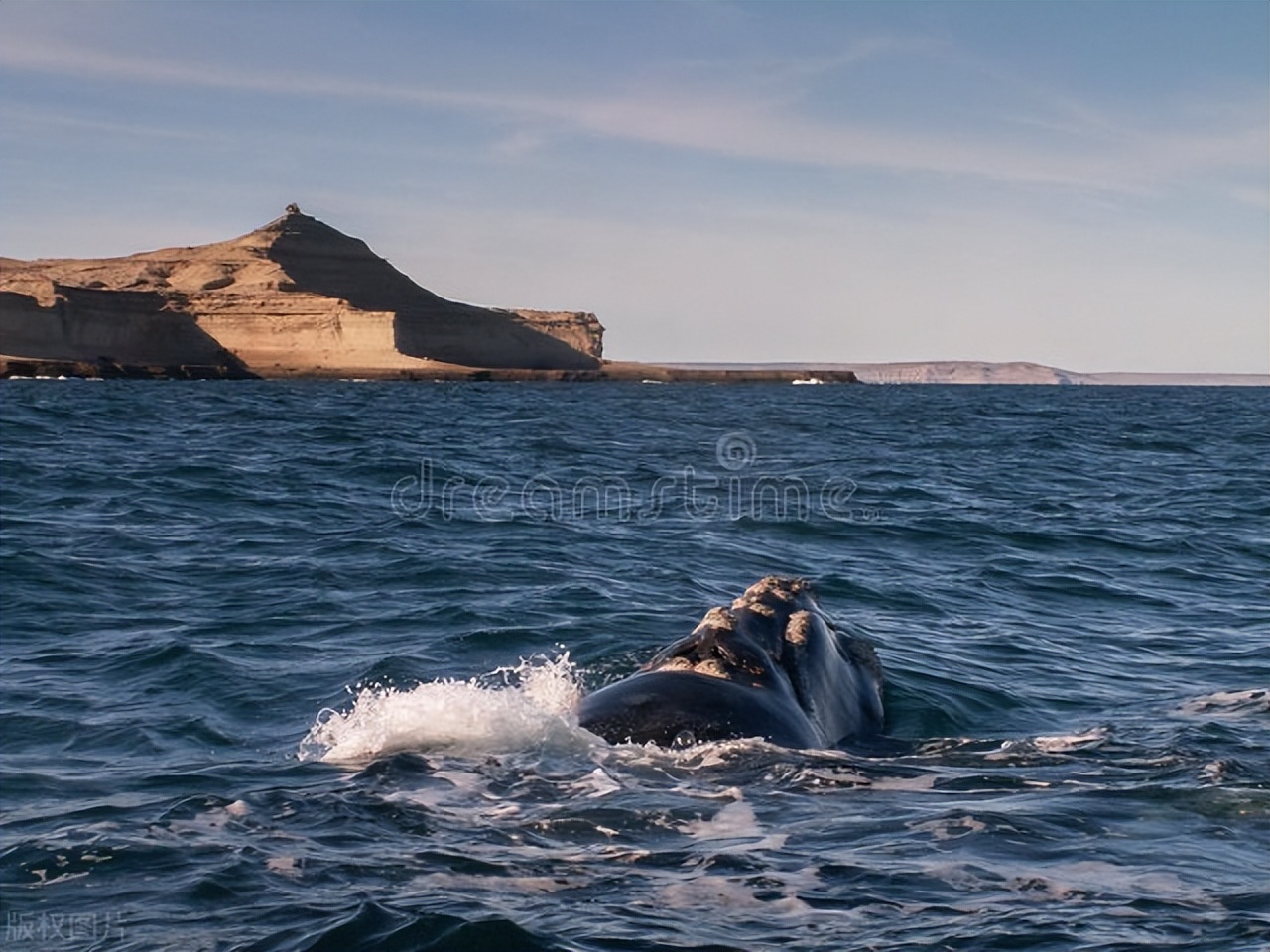 The Mystery of Whale Migration: Exploring Long-Distance Migration and ...
