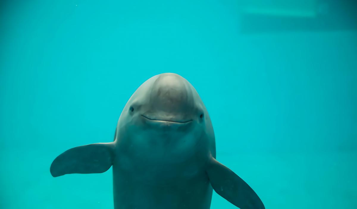 The finless porpoises haunt the Yangtze River in groups, the 1.6-meter ...