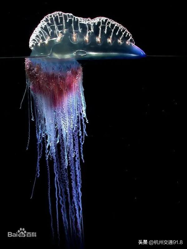 It is highly toxic! See it and stay away immediately! A seaside has ...