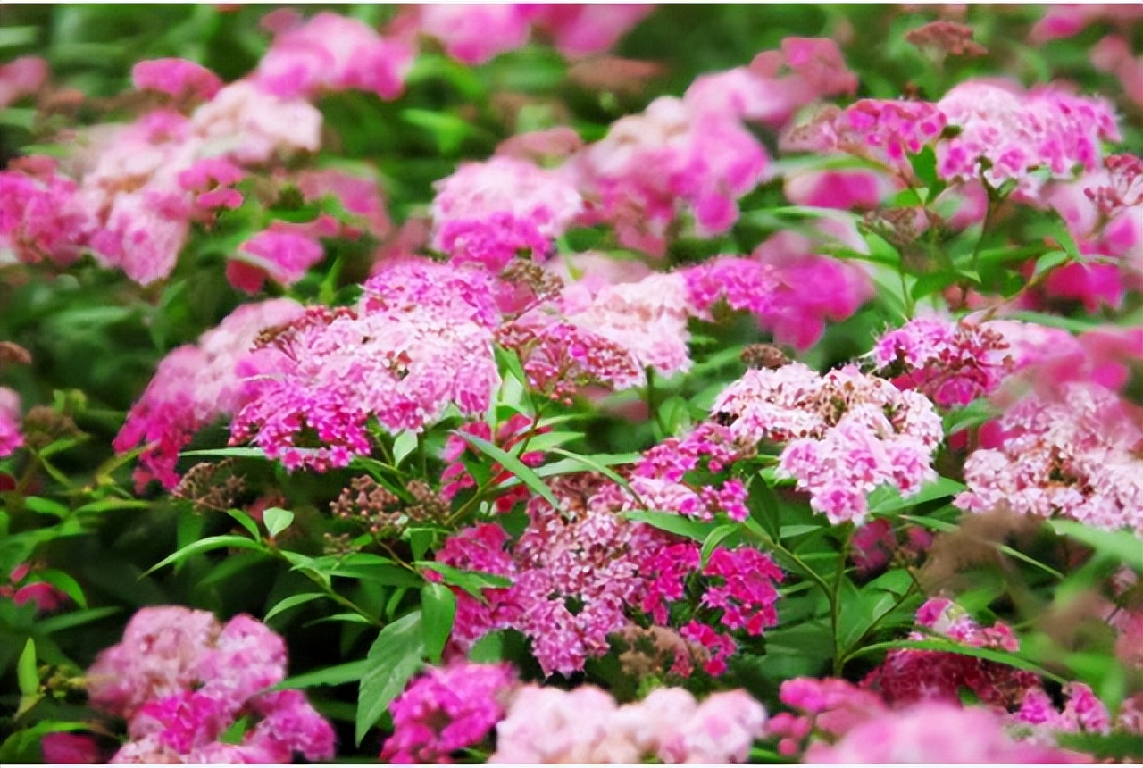 The pink spirea native to China, why do you want to call it "Japanese ...