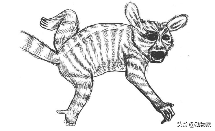 China discovers that 45 million years ago higher primates turned out to ...