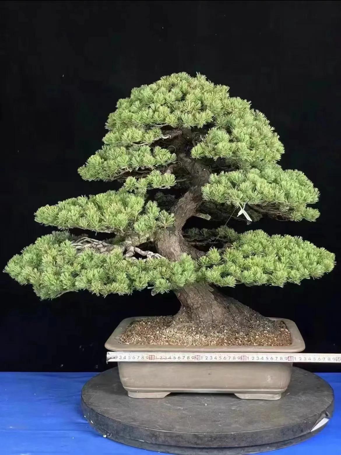 Exhibition grade Ruixiang five-needle pine - iNEWS