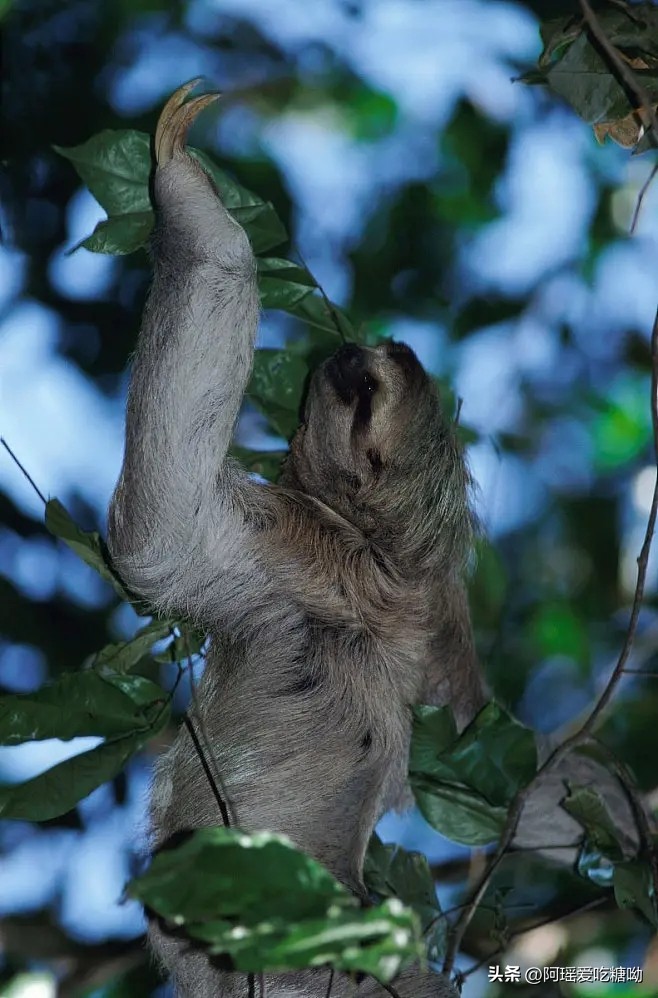 The world's most series ~ the laziest animal · three-toed sloth (also ...