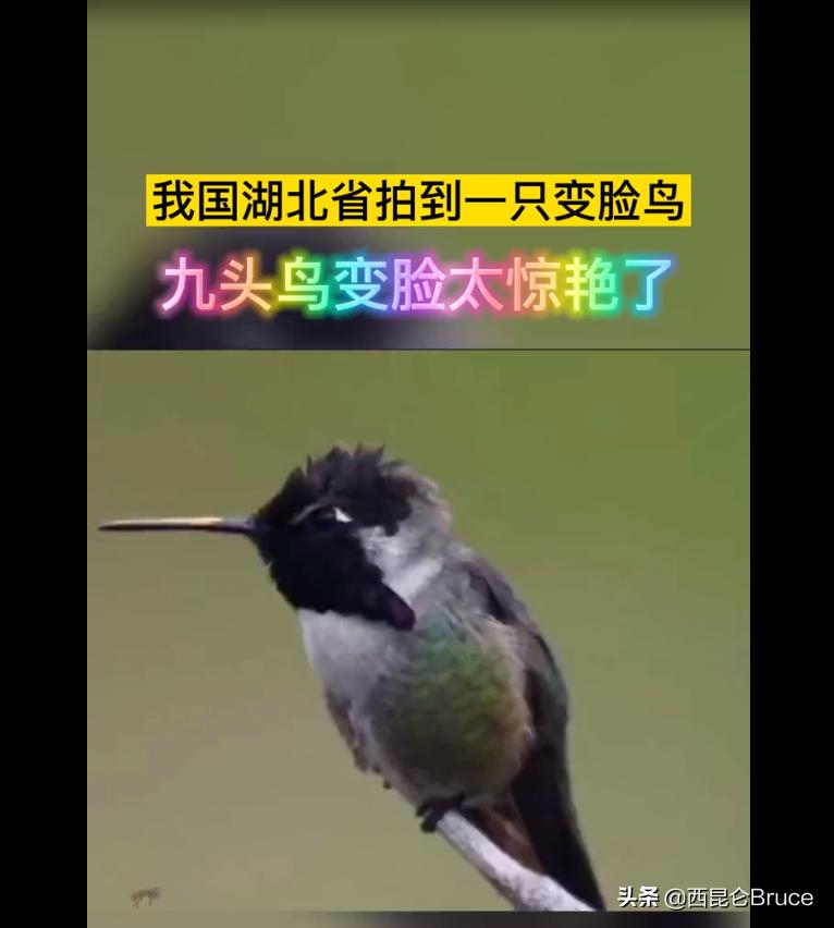 "Face-changing bird" appeared in Hubei!The nine-headed bird changes its ...