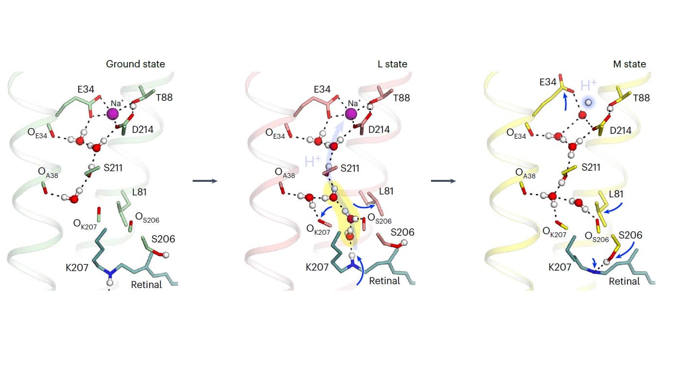 Mechanisms for proton transport into cells established - iNEWS