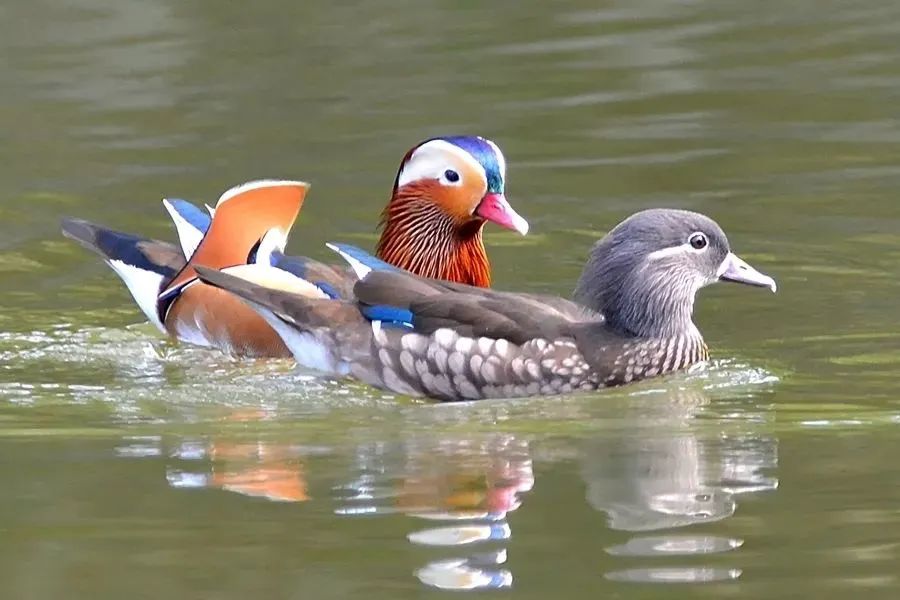 Once compared mandarin ducks to brothers - iNEWS
