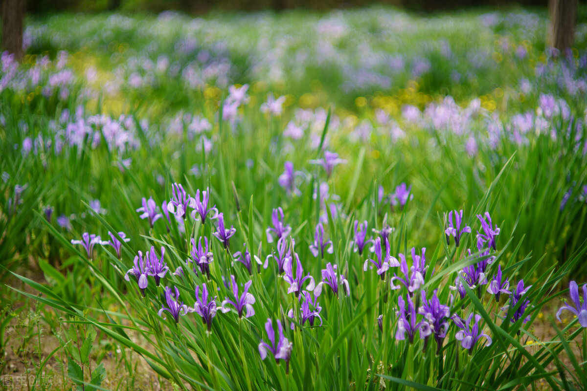 Malan flower, the "sacred grass" that is not afraid of wind and rain ...