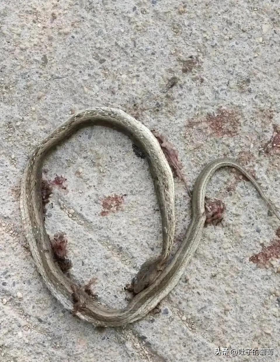 Does this purple sand snake smell like a soldering iron tip? - iNEWS