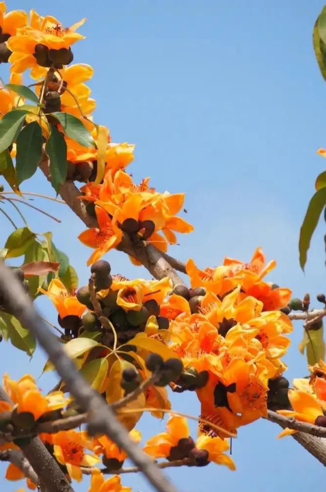 Guangzhou in March is full of flowers and beautiful!Amazing spring, but ...