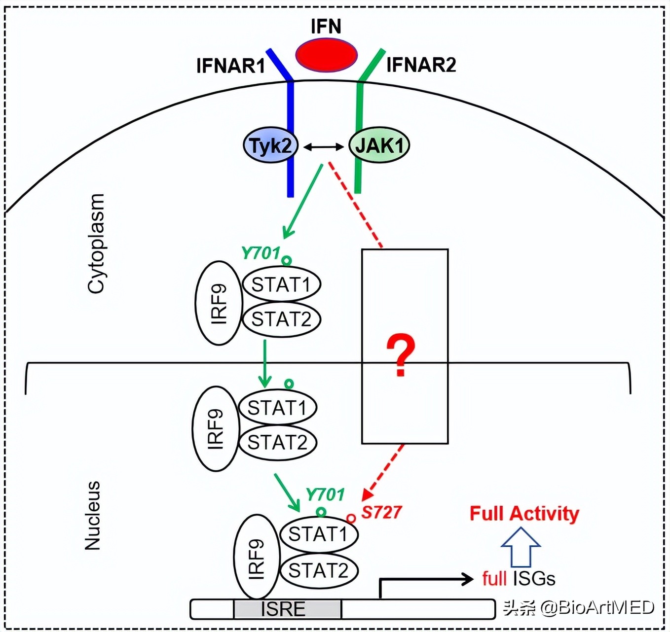 Zheng Hui's team reveals the complete signaling pathway for interferon ...