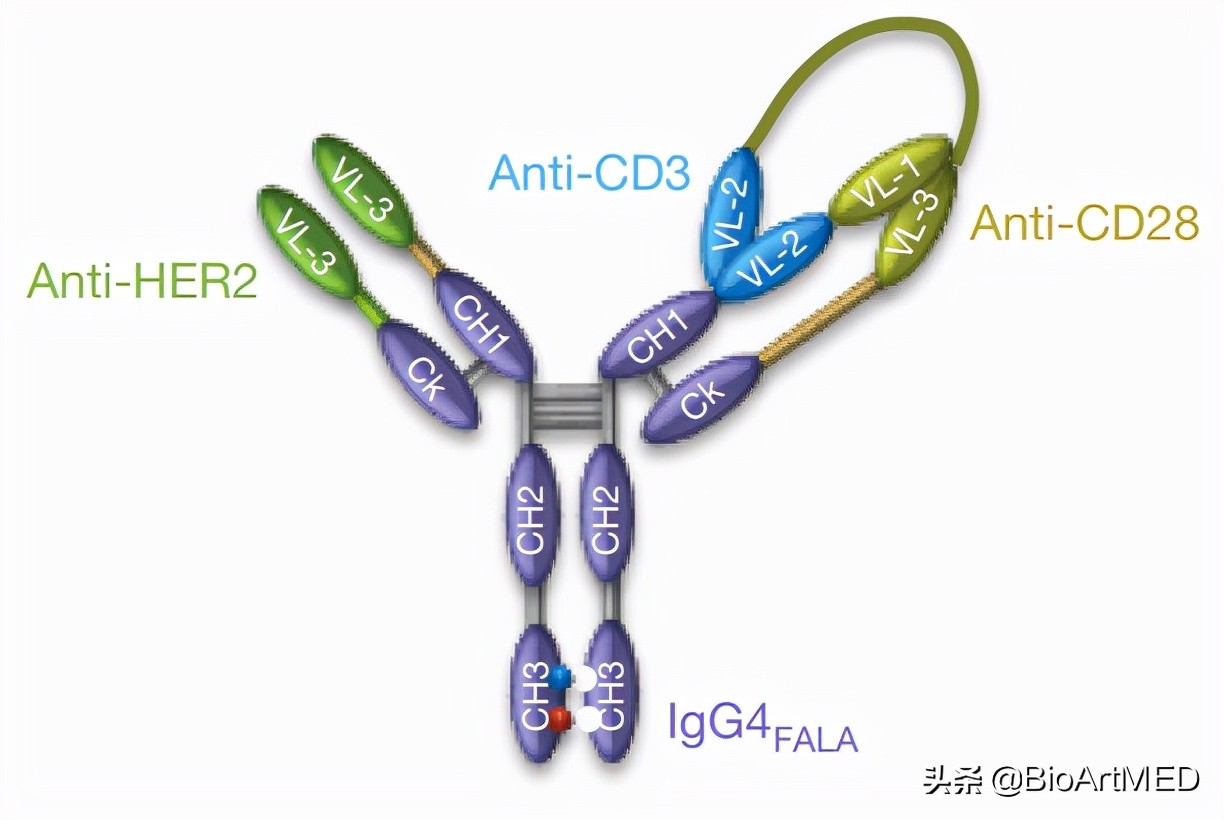 Trispecific antibodies target breast cancer therapy - iNEWS