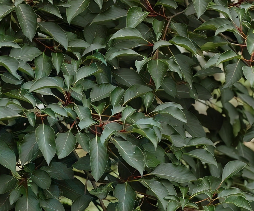 Beauty in the Forest-Fragrant Fruit Tree - iNEWS