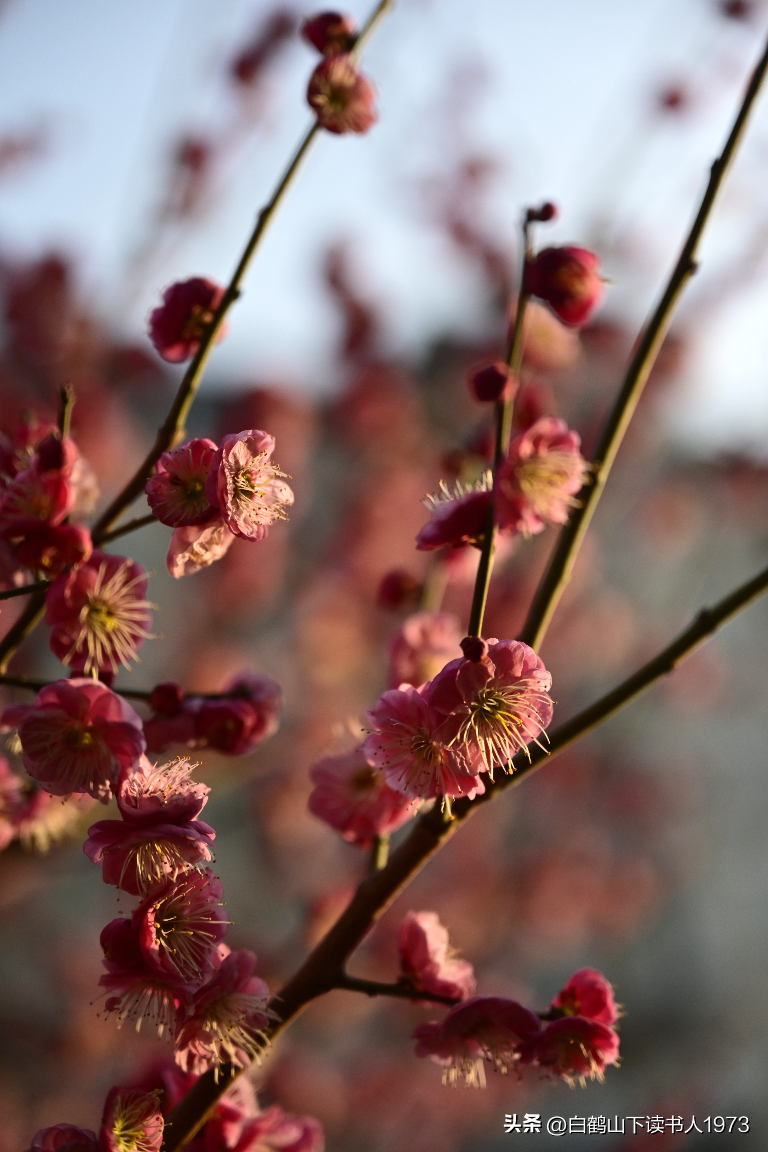 Tianhe Bookstore (33) read Hu Shi's "Tolerance and Freedom" (3) - iMedia