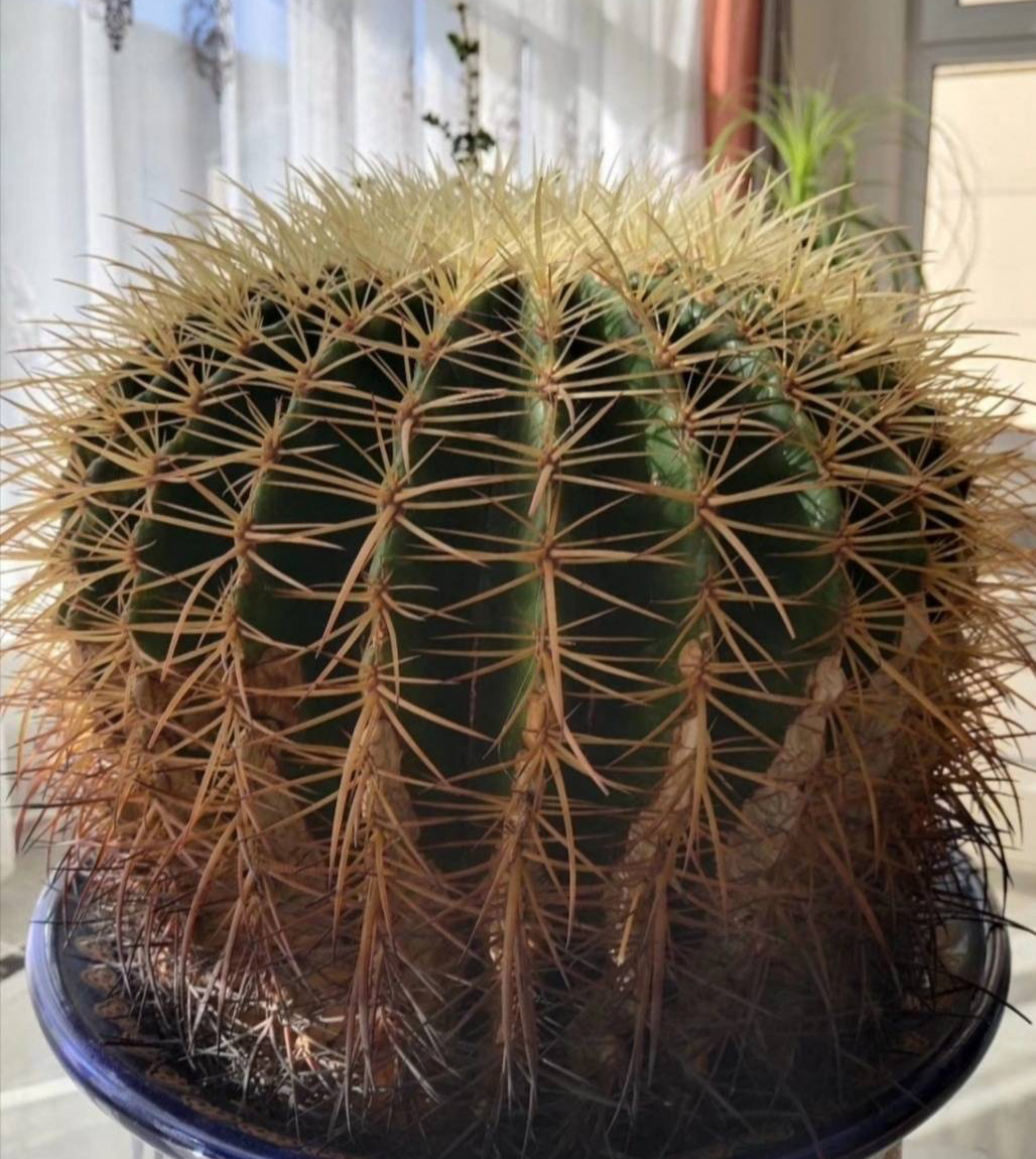 How to raise Jin Hu?Remember "4 steps", round and fat, grow to "basin ...