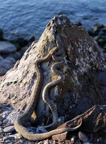 Hell on Earth! There are 5 snakes per square meter on Snake Island in ...