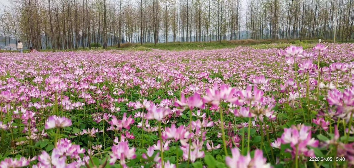 Longwan Wetland by the Zishui River - iNEWS