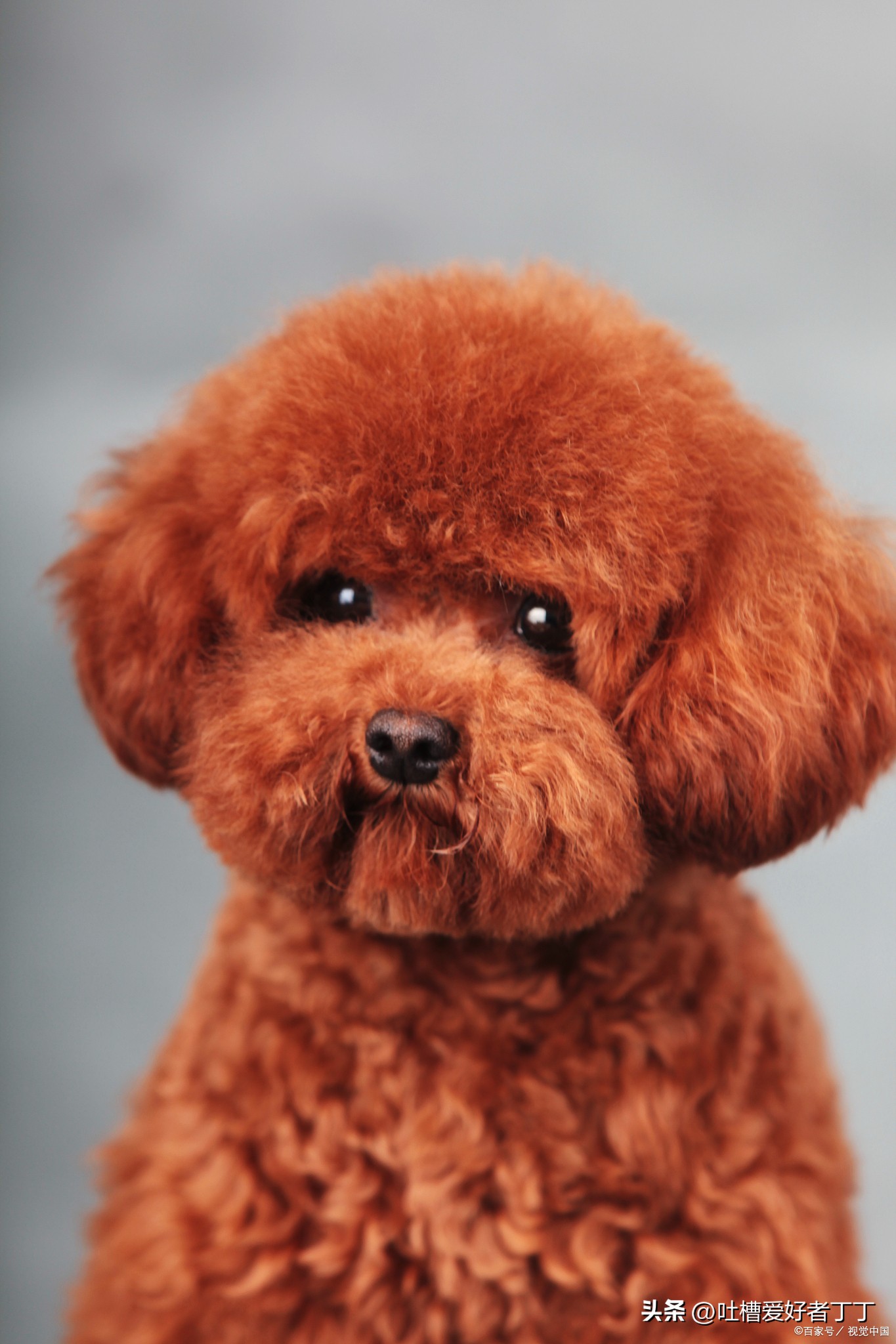 What is the lifespan of Teddy dogs? - iNEWS