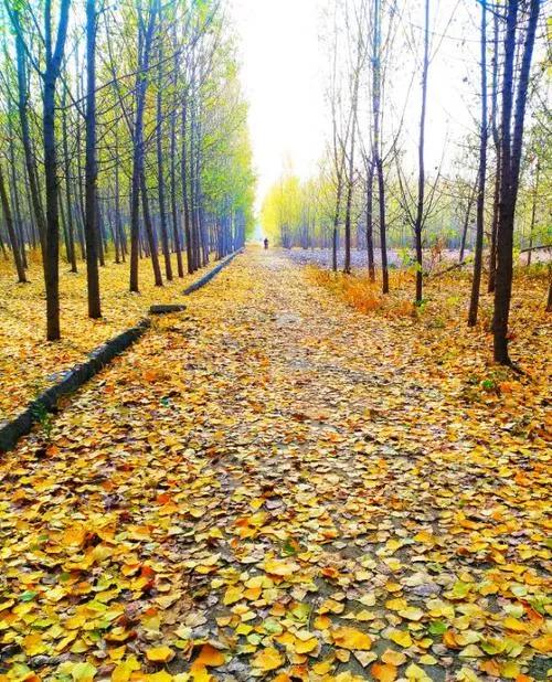 Drunk Flowers Yin. Autumn and winter come - iNEWS