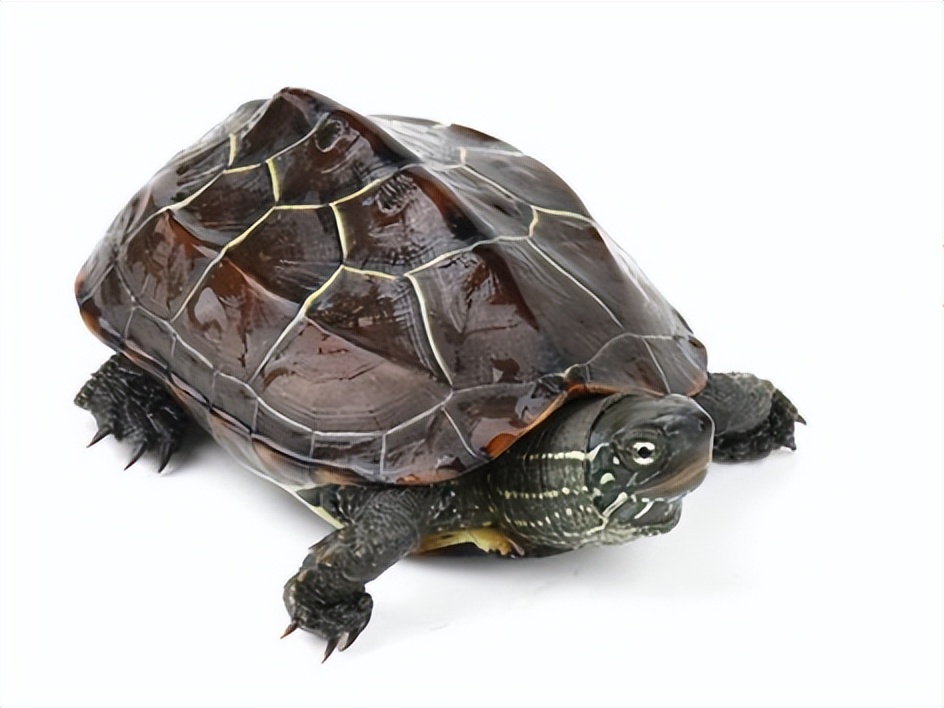 Ecology and Conservation of Chinese Garden Turtles: Exploring Breeding ...