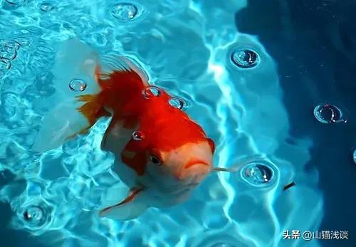 Experts say: "Fish has only 7 seconds of memory." Is this true?Is there ...