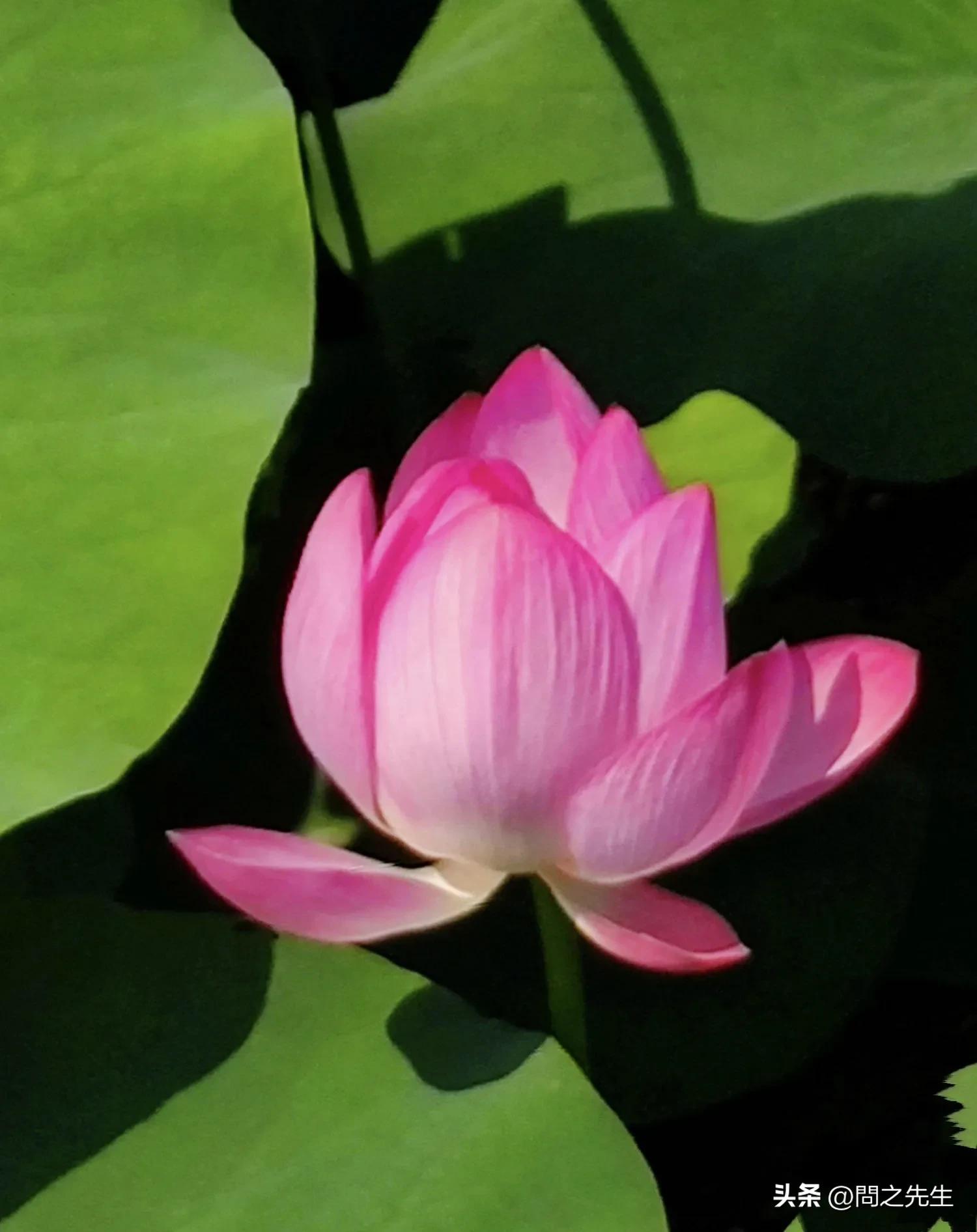 Two Poems • Summer Idle Songs - iNEWS