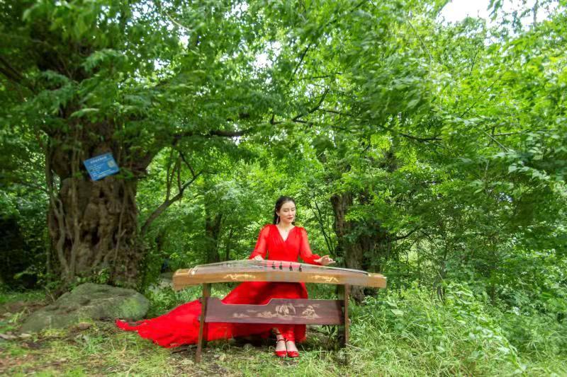 Jian Fei's Prose - Those Old Sandalwood Trees in My Hometown - iNEWS