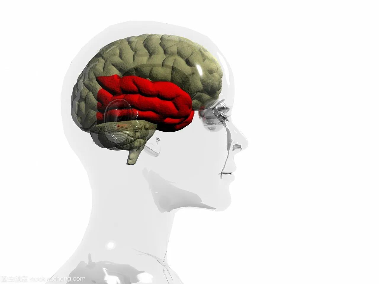 brain science brain temporal lobe association area - iNEWS