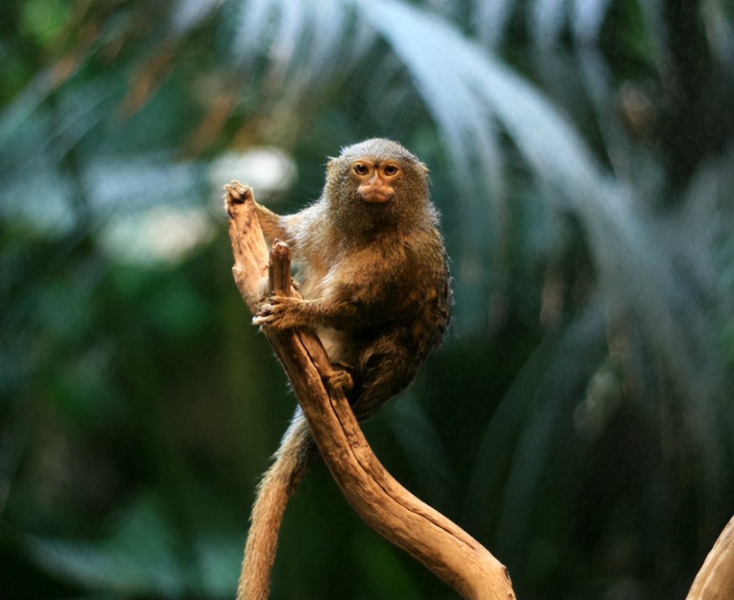 Small body, big world: the ecology and behavior of pygmy marmosets - iNEWS