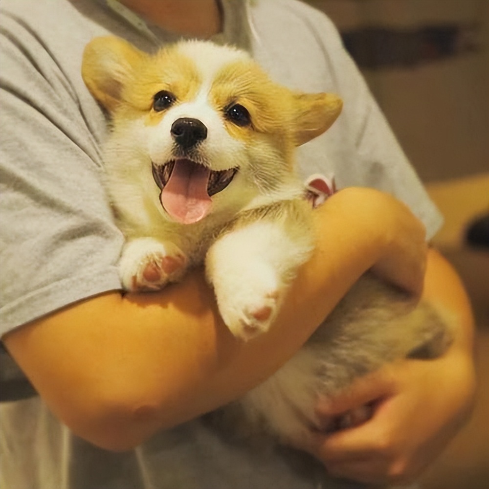 "Bichon" and "Corgi" which one is better?Come here and tell you, there ...