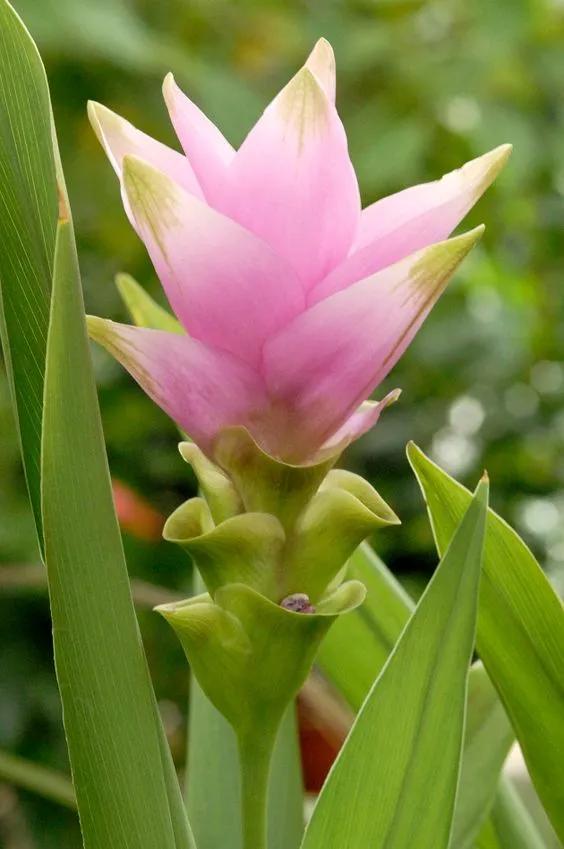 Ginger lotus, bulbs like ginger, flowers like lotus, lazy flowers, net ...
