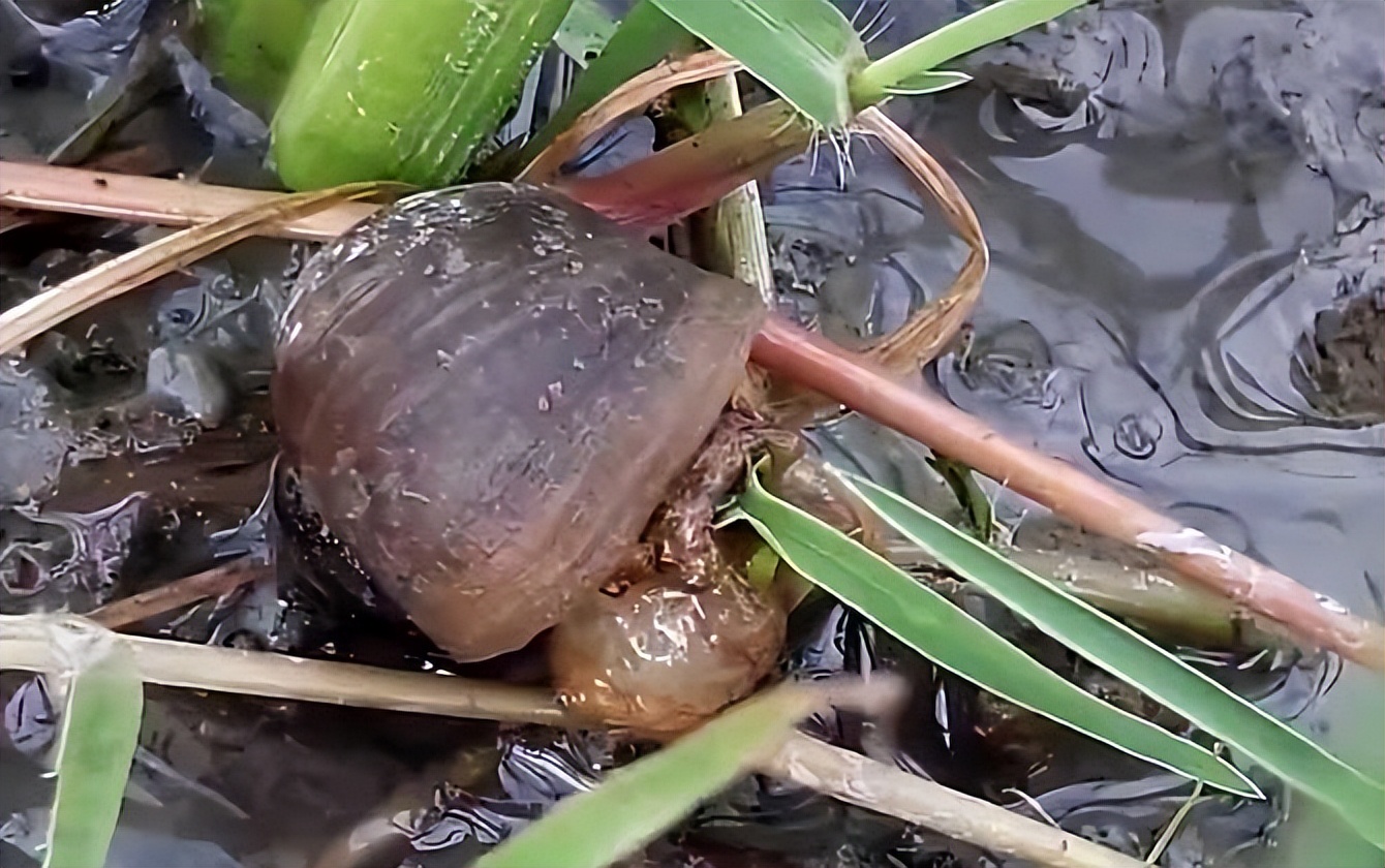 A rare delicacy in Africa, but an invasive species in China! How ...