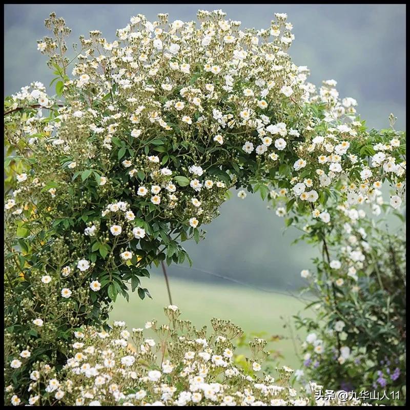 List of Common ADR Certified Rose Varieties (8) - iMedia