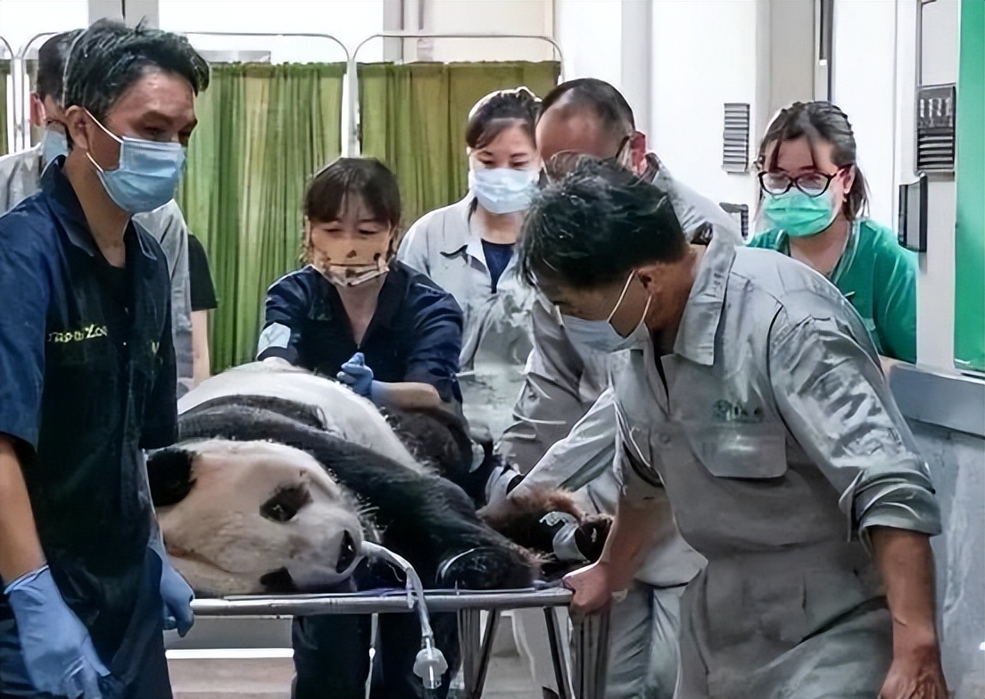 The giant panda "Tuantuan" is critically ill and wants to return to the mainland?Tsai Ing-wen ...
