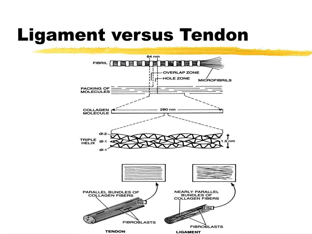 Bodybuilders: You have to strengthen tendons and ligaments - iNEWS