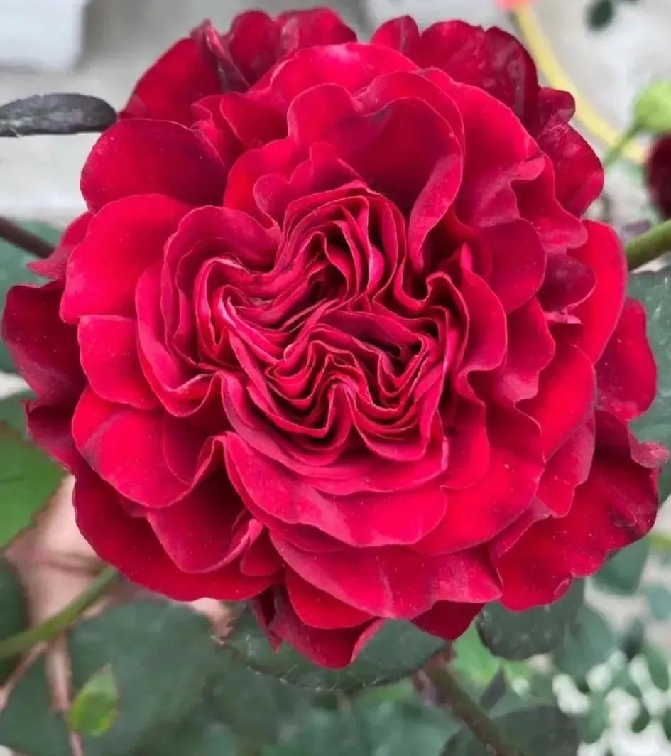 Share pictures - the red rose is as red as fire, rich and auspicious ...