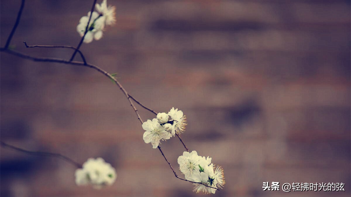 Six Beautiful Pear Blossom Poems: In the quiet courtyard, time is ...