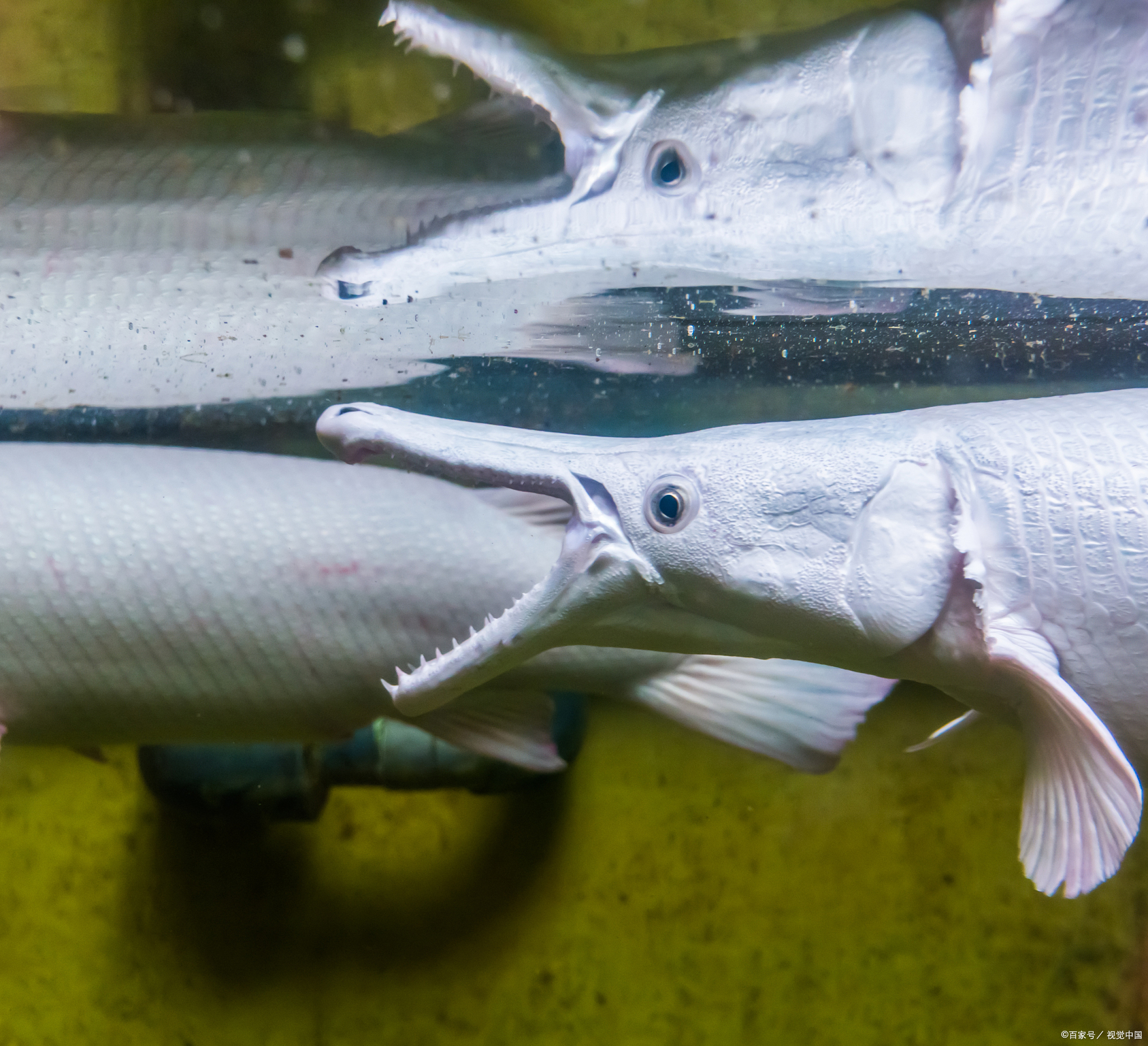 The Alligator Gar in Detail - Dangerous, but Not That Dangerous - iNEWS