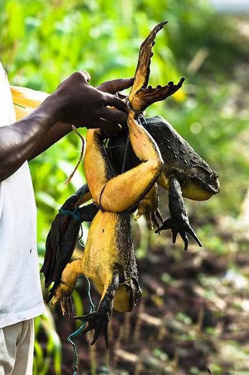 Why is the 1-meter-long African giant frog served on the dining table ...