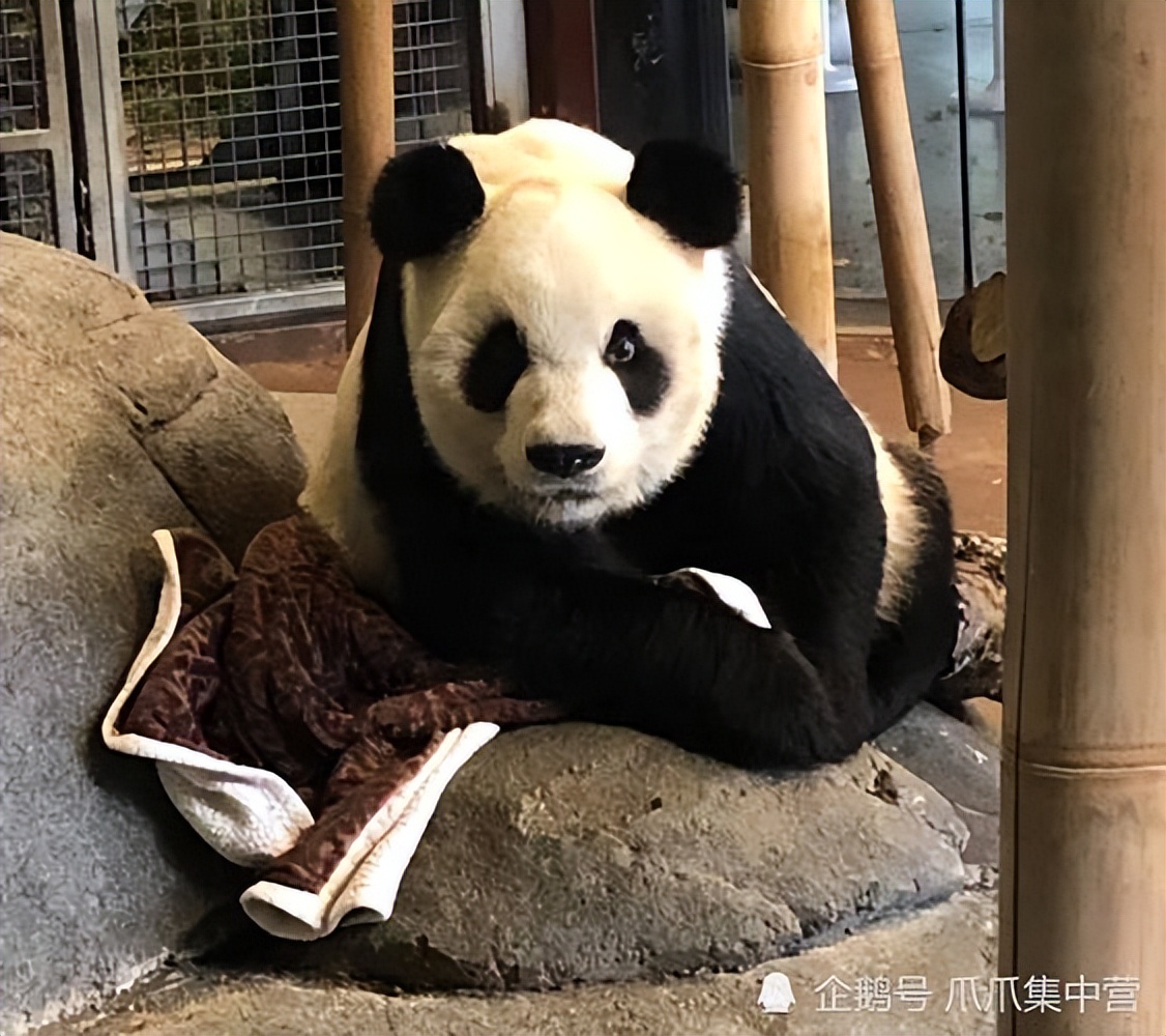 We also rent pandas. Why do giant pandas raised in Russia gain 40 ...