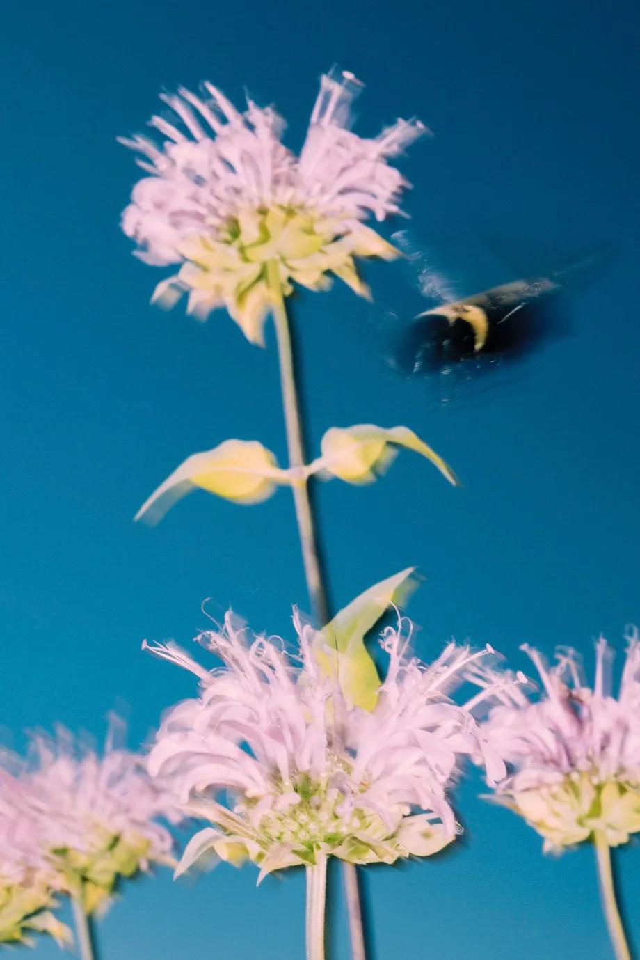 Photographer Peter Fisher - iNEWS