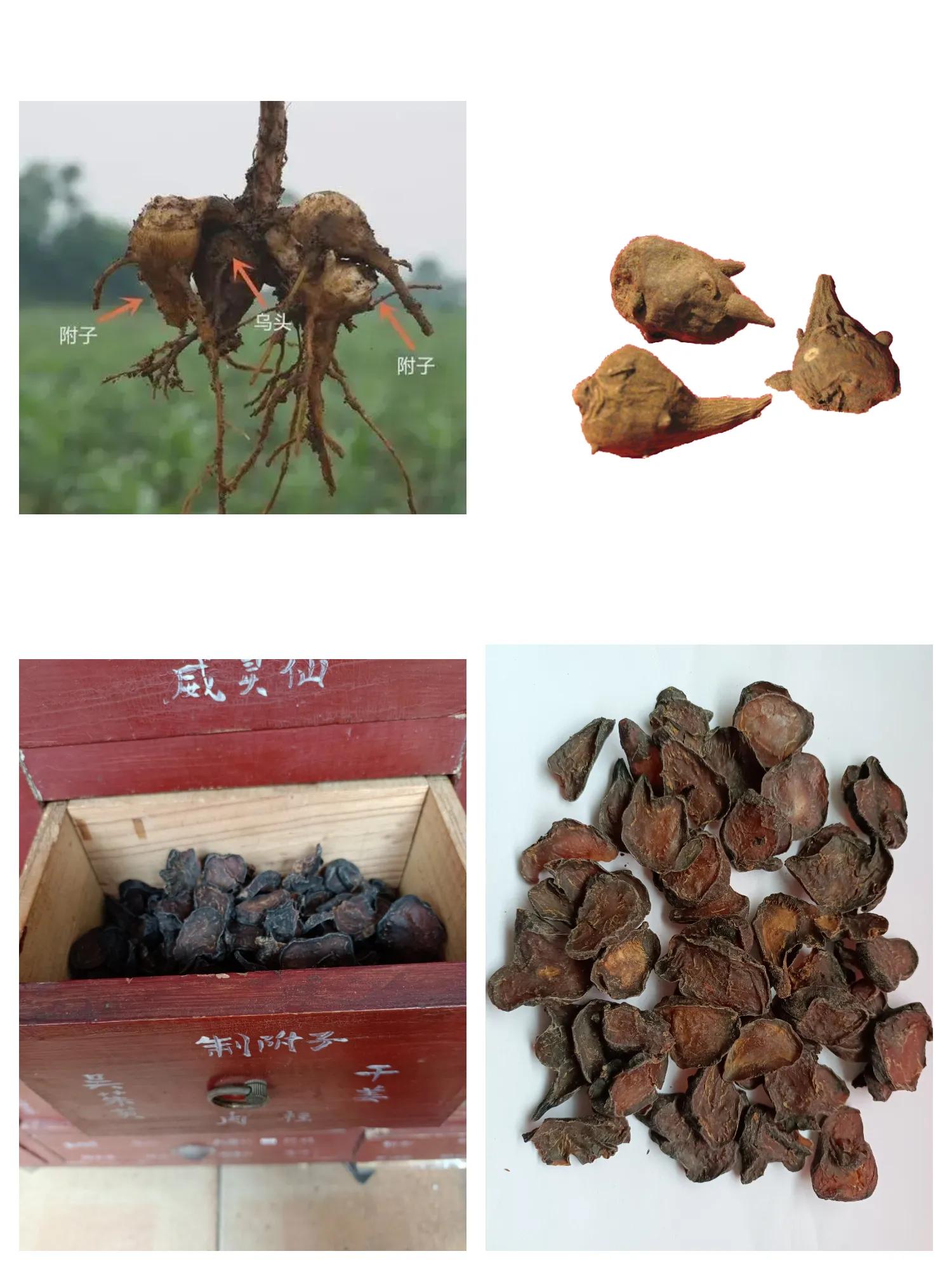 How to use Aconite Correctly—Aconite Indications and Symptoms and ...