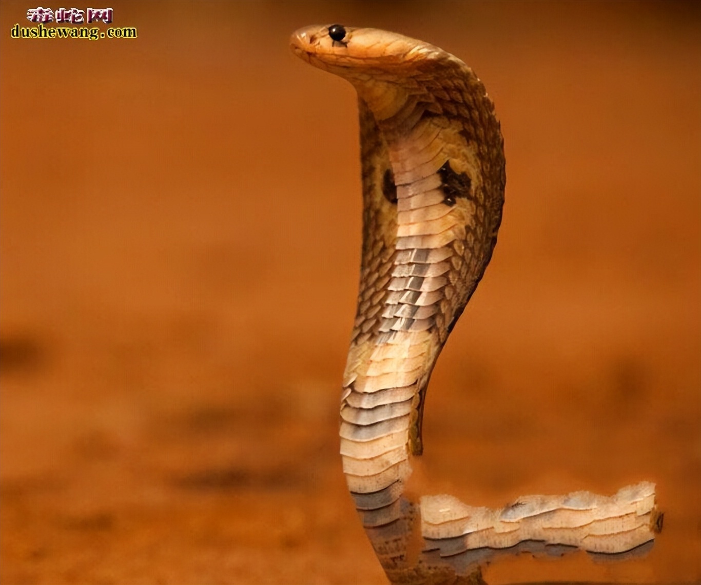 The two big cobras in Australia and India broke into Xinjiang and ...