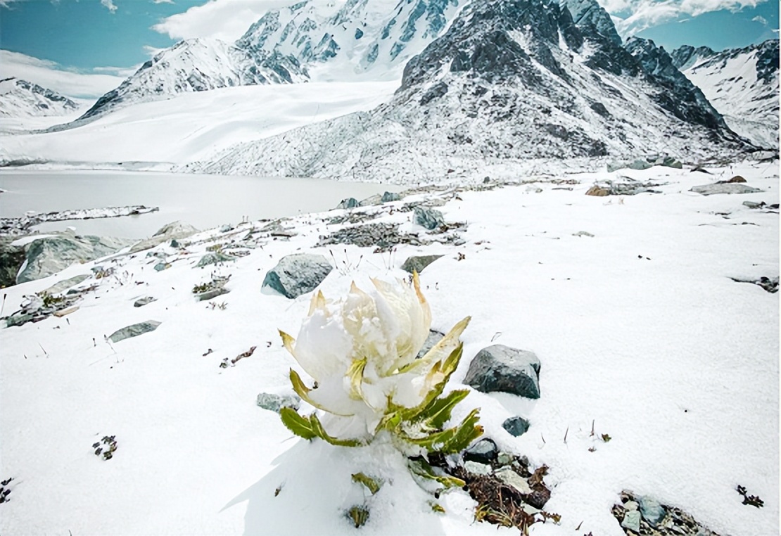 Li Bai's Affinity with Snow Lotus in Tianshan Mountains: Layman ...