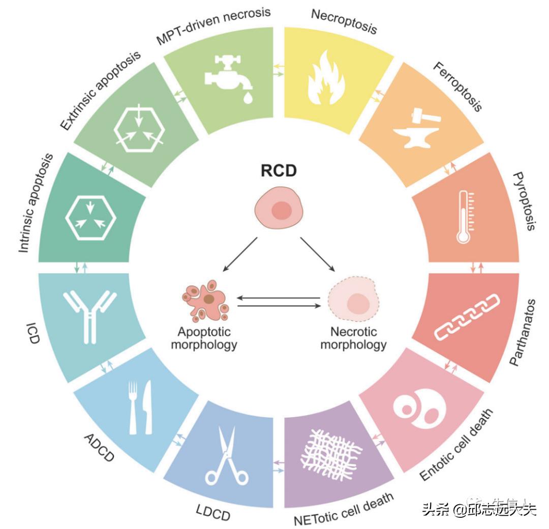 The missing piece in the field of cell death: PANoptosis - iNEWS