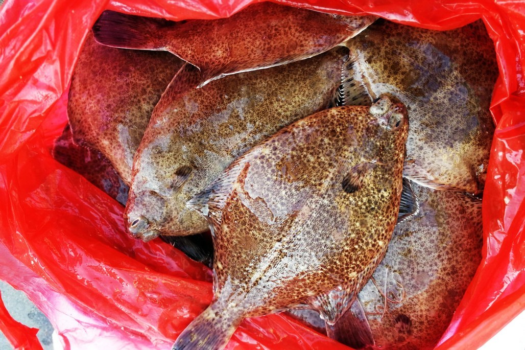 In 2010, migrant workers in Sanya caught a "strange fish", which was ...