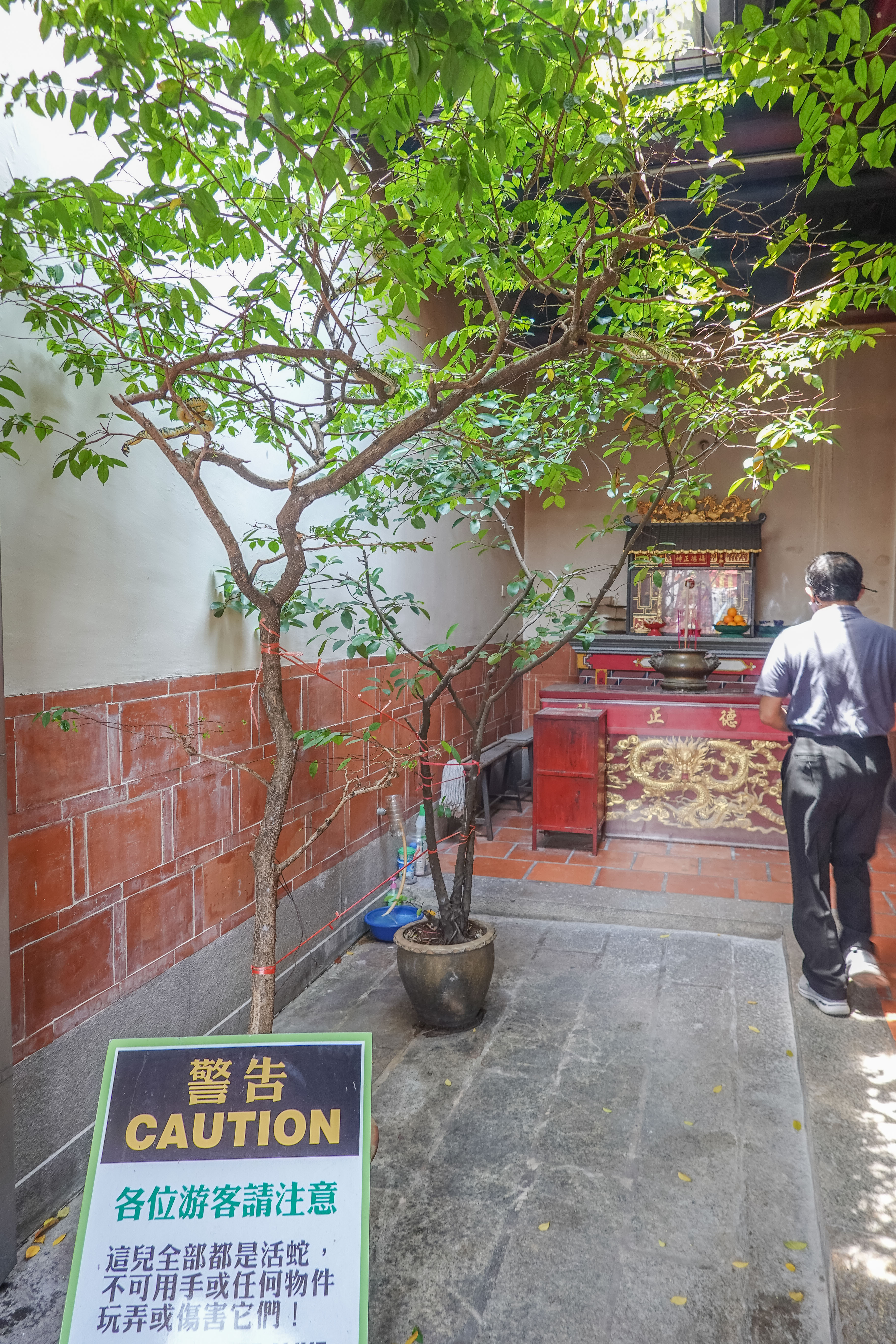 The most famous snake temple in Penang, there is no protection net, are ...