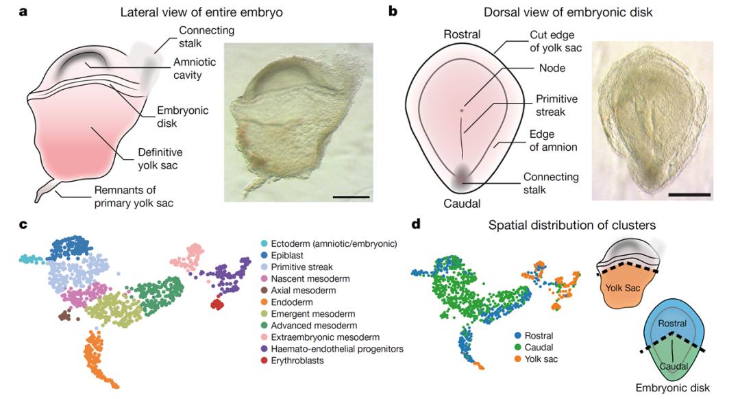 Embryonic single-cell atlas reveals features of 'cell type explosion ...