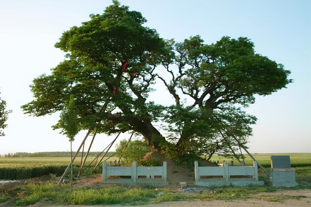 A good tree species for urban and rural greening-black bullet tree - iNEWS