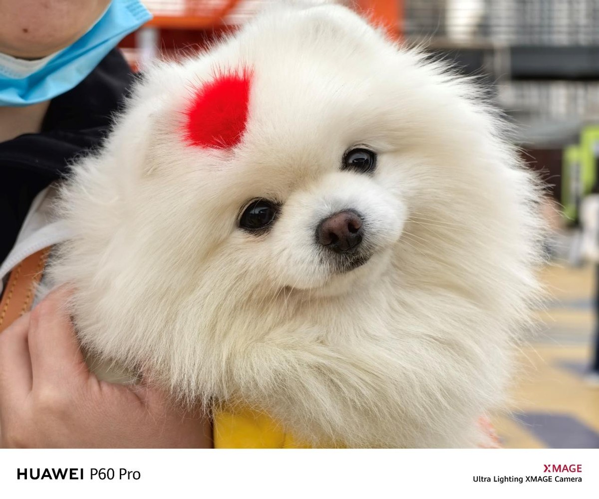 A must-have "pet artifact" for shit shovelers, Huawei P60 Pro helps you ...